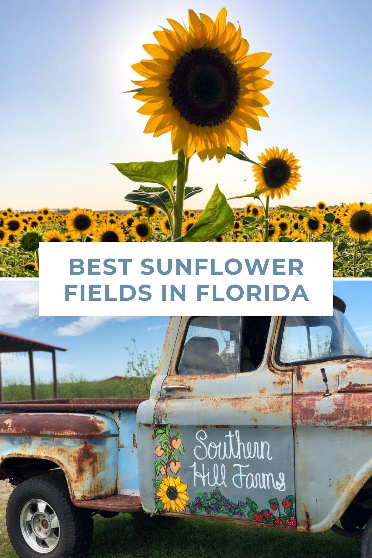 14 Whimsical Sunflower Fields in Florida (2026)
