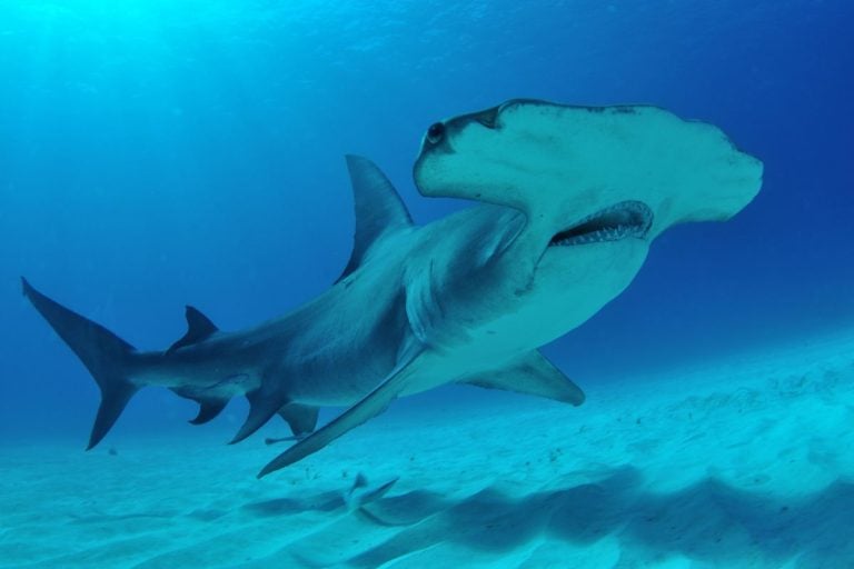 Top 15 Shark Species in Florida