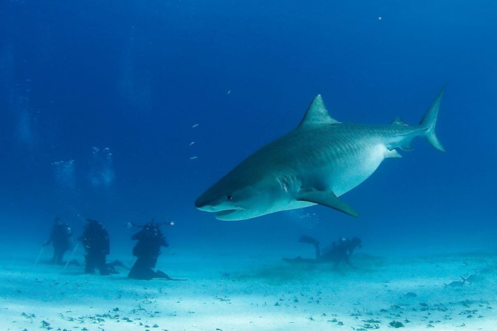 Top 15 Shark Species in Florida