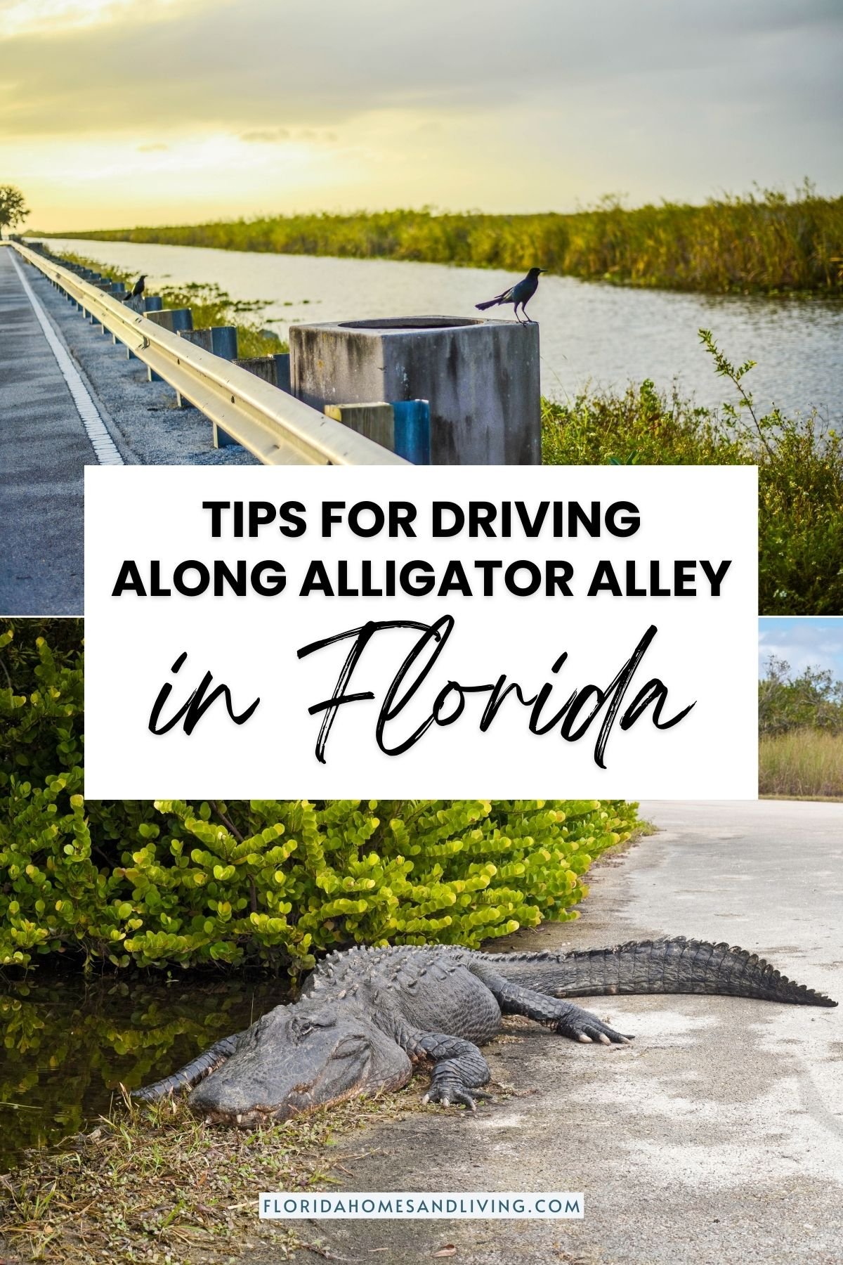 Navigating Alligator Alley: Tips and Tricks for a Memorable Journey