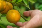 9 Best Orange Groves in Florida (2026)