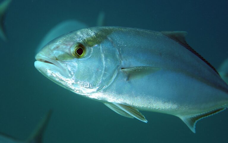 Florida's Diverse Fish Species