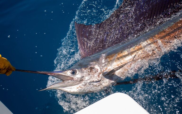 Florida's Diverse Fish Species