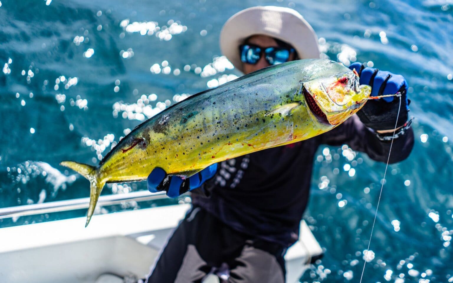 Florida's Diverse Fish Species
