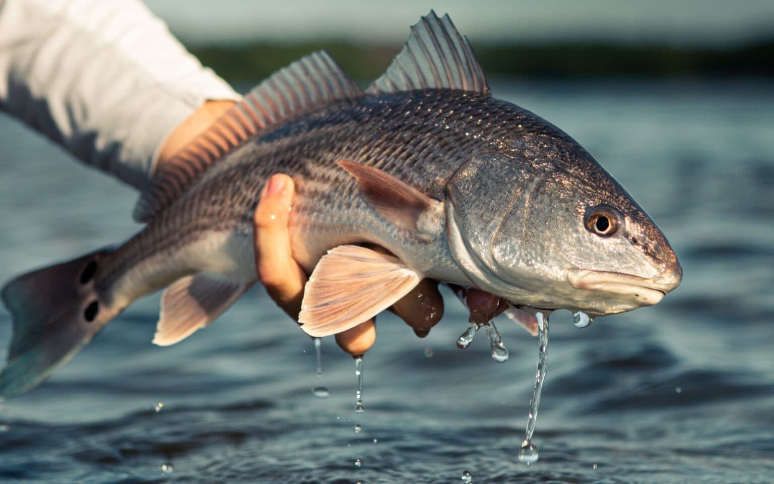 7 Best Places to Catch Redfish in Florida