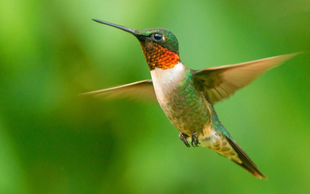 Colorful Birds of Florida: A Visual Guide