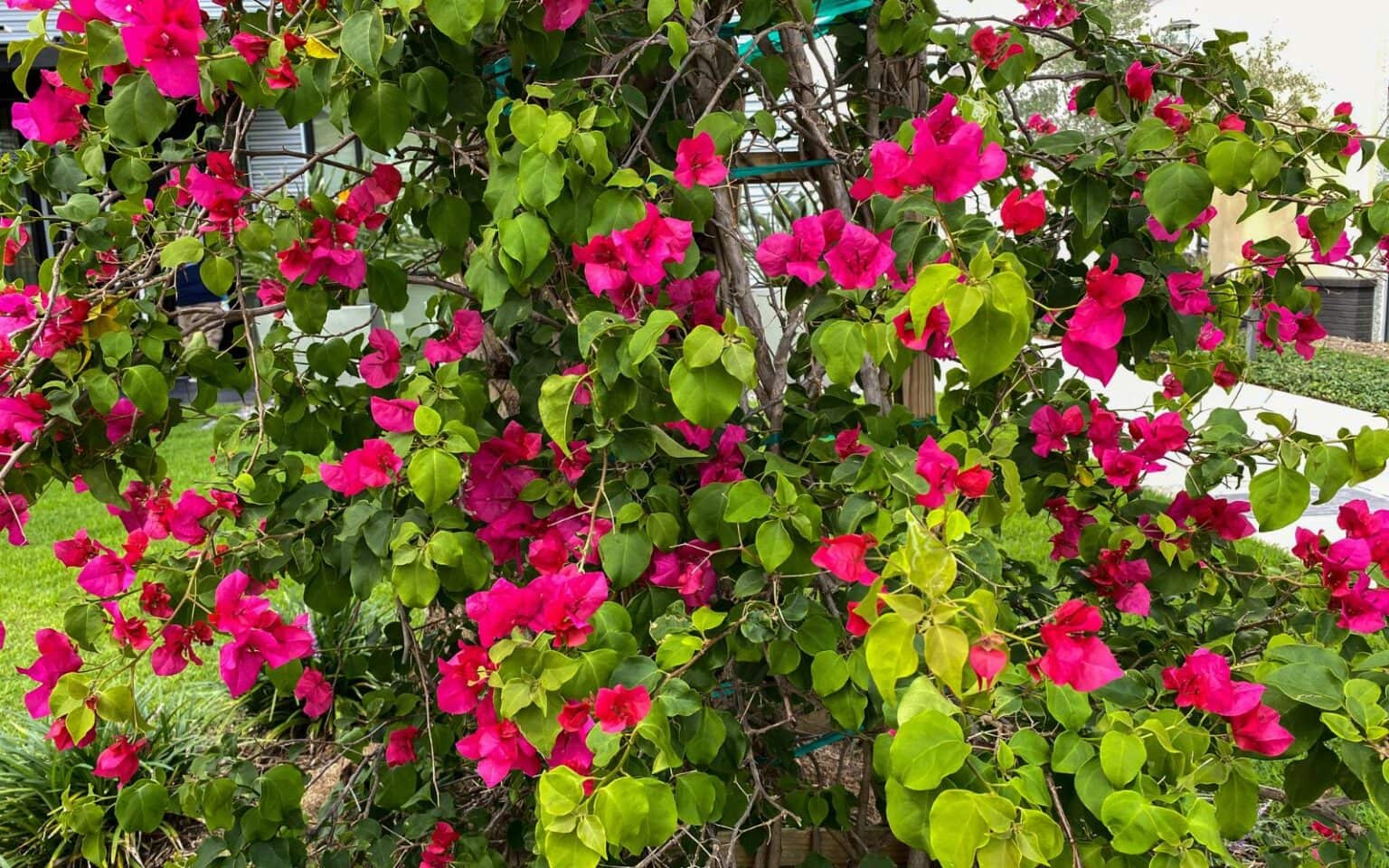 15 Colorful Plants for Florida: Vibrant Choices for Your Garden