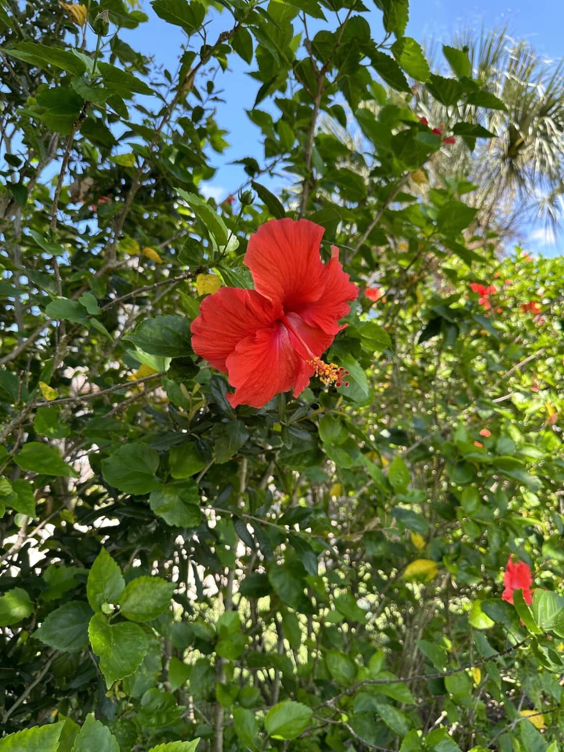 How to Grow Hibiscus in Florida: Easy Tips for Lush Blooms