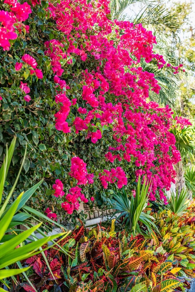 15 Colorful Plants for Florida: Vibrant Choices for Your Garden