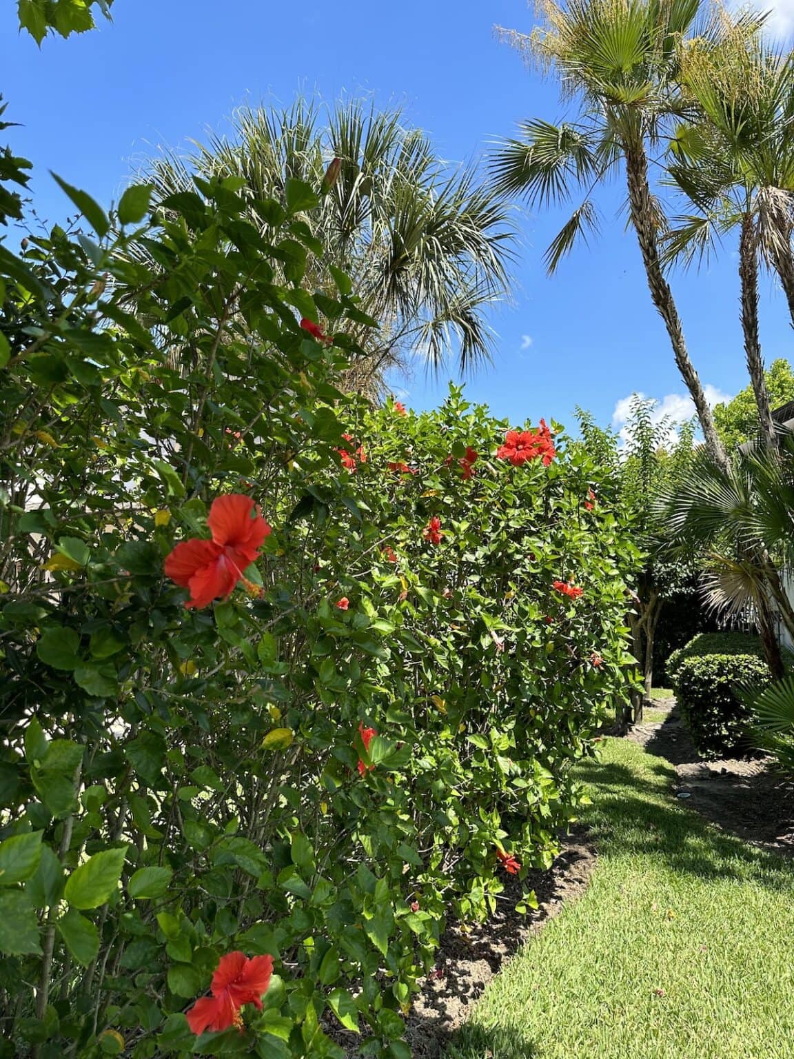 How to Grow Hibiscus in Florida: Easy Tips for Lush Blooms
