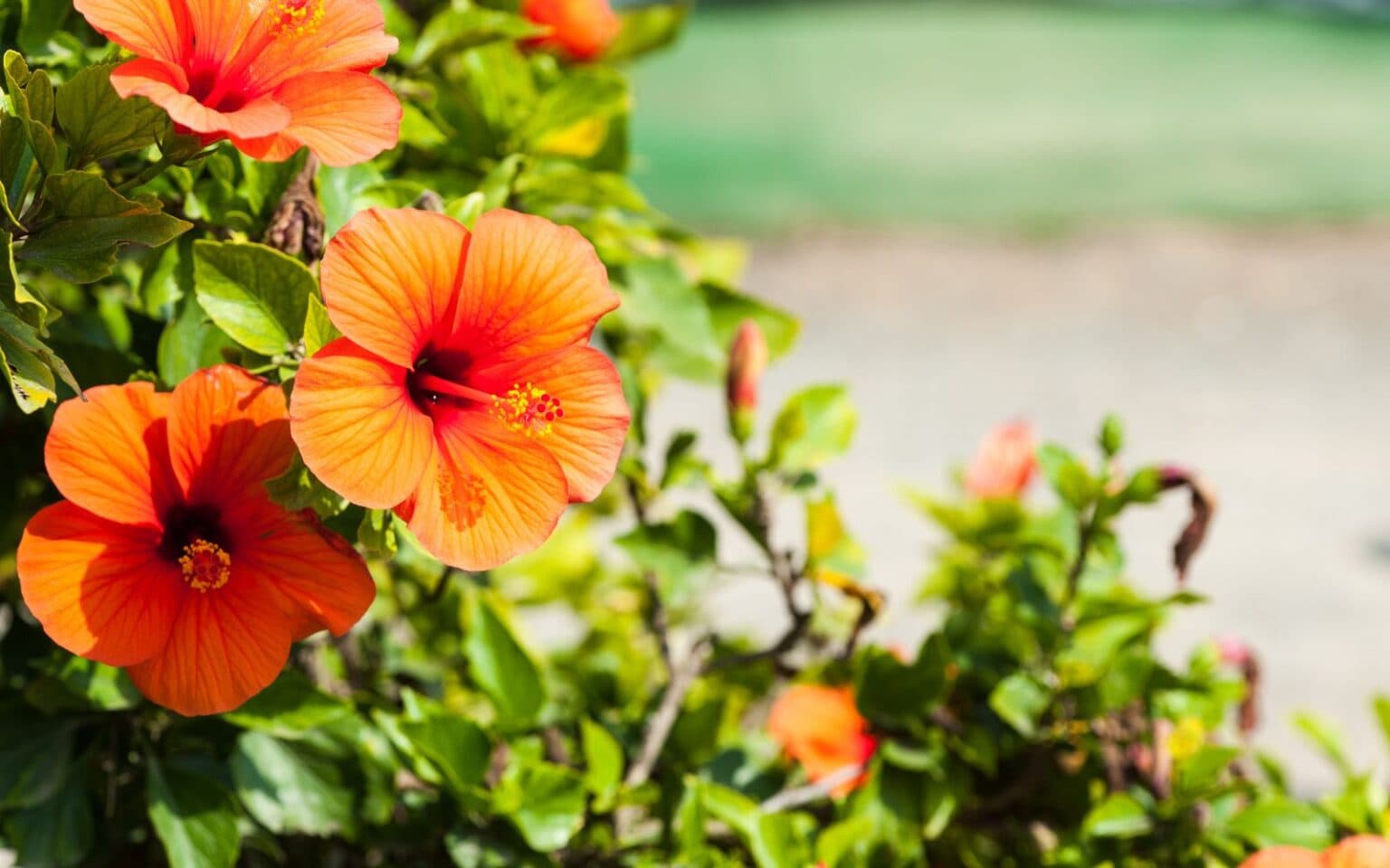 20 Best Perennials for Florida: Top Picks for a Sunshine Garden