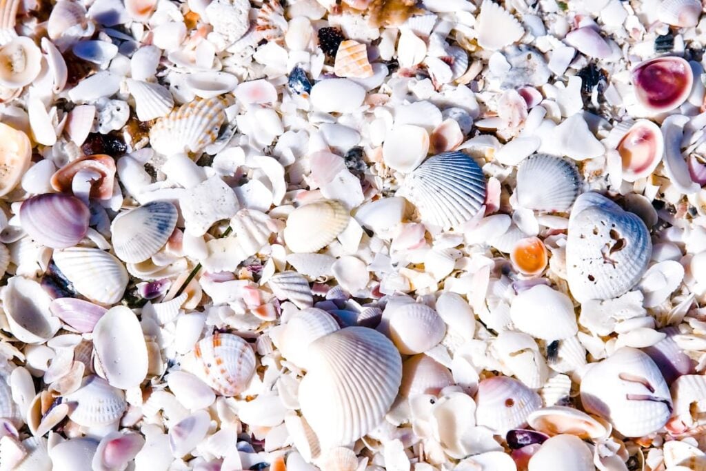 10 Best Shelling Beaches in Florida: The Ultimate Guide (2025)