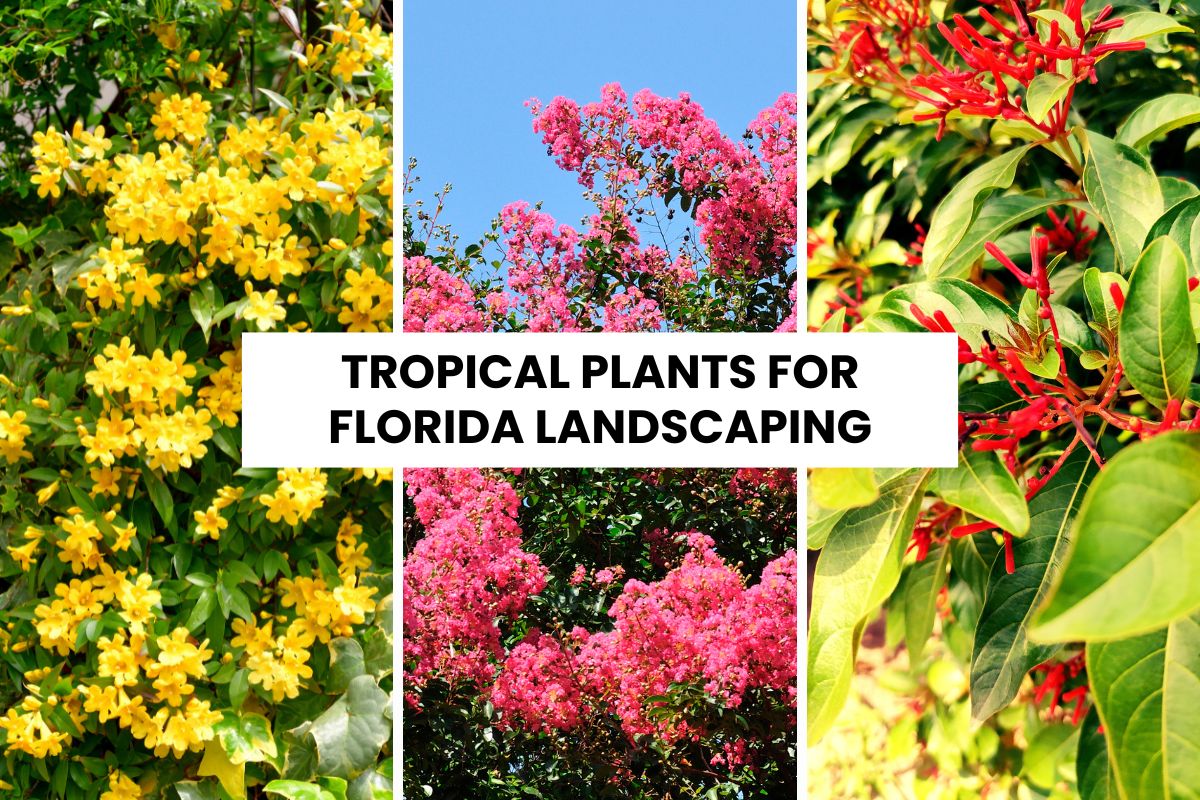 10 Stunning Tropical Plants for Florida Landscaping