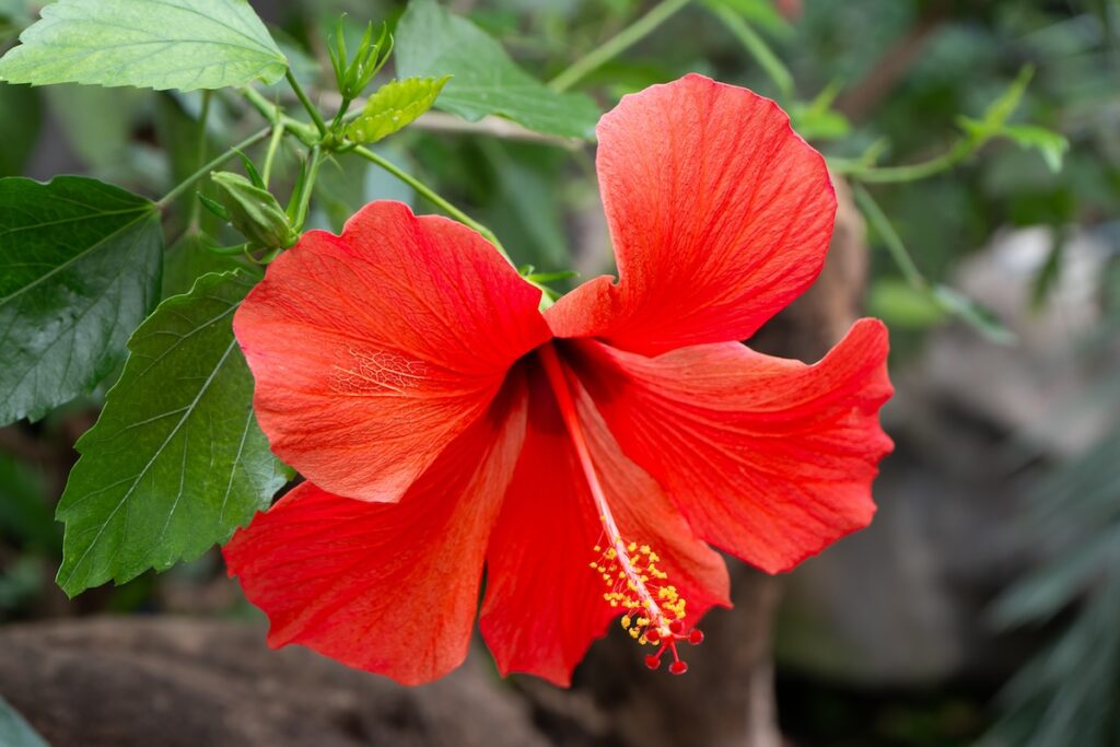 How to Grow Hibiscus in Florida: Easy Tips for Lush Blooms