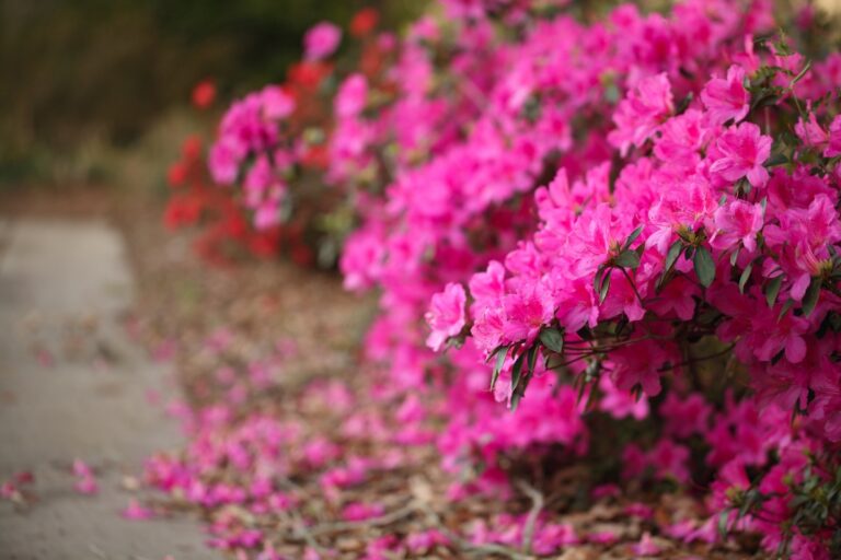 Low Maintenance Plants for Florida: Easy-Care Choices