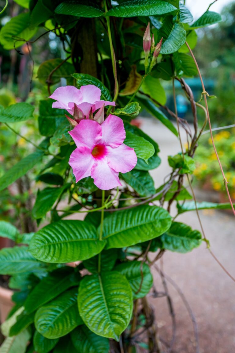 Mandevilla Care in Florida: Tips for a Thriving Tropical Vine