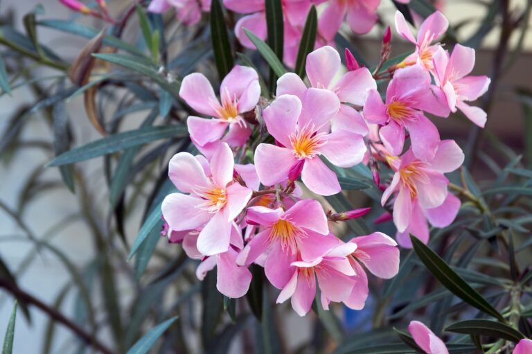 9 Fast Growing Privacy Bushes: Shield Your Yard from Noisy Neighbors