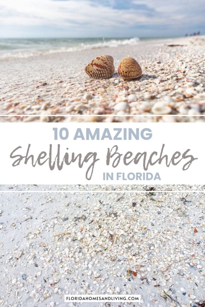10 Best Shelling Beaches in Florida: The Ultimate Guide (2025)